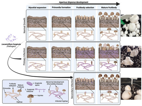 Unravelling the Transcriptional Response of Agaricus bisporus under ...