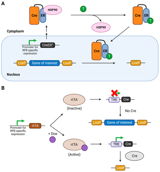 Benefits and Caveats in the Use of Retinal Pigment Epithelium-Specific ...
