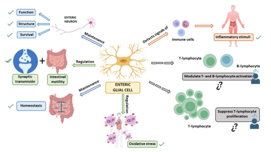 From the Gut to the Brain: The Role of Enteric Glial Cells and Their ...