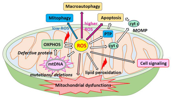 Mitochondrial Glutathione in Cellular Redox Homeostasis and Disease Manifestation