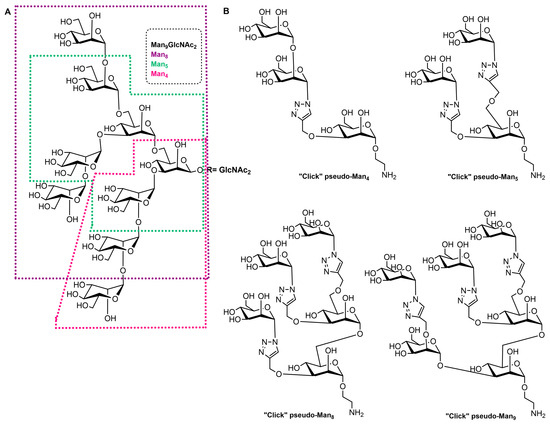 Mannose Ligands for Mannose Receptor Targeting