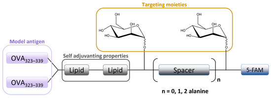 Mannose Ligands for Mannose Receptor Targeting