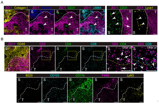 Multiplexed Imaging Mass Cytometry Analysis in Preclinical Models of ...
