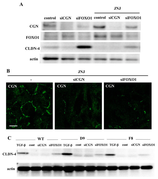 The Roles and Regulatory Mechanisms of Tight Junction Protein Cingulin ...