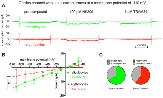 The Gárdos Channel and Piezo1 Revisited: Comparison between ...