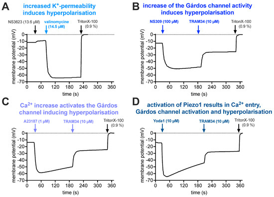 The Gárdos Channel and Piezo1 Revisited: Comparison between ...