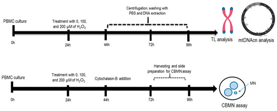 Telomere Length, Mitochondrial DNA, and Micronucleus Yield in Response ...