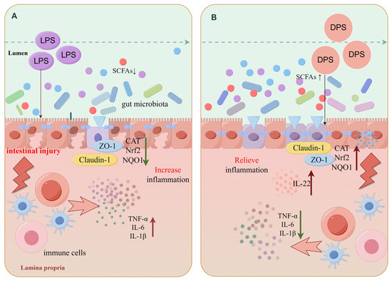 Modulation of Acute Intestinal Inflammation by Dandelion ...