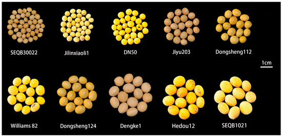 Understanding the Molecular Regulatory Networks of Seed Size in Soybean