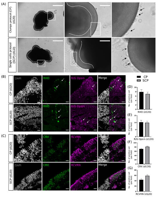 The Analysis of Embryoid Body Formation and Its Role in Retinal ...