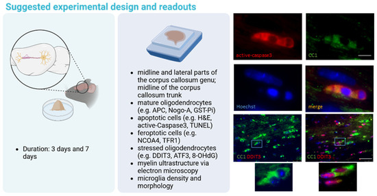 How to Use the Cuprizone Model to Study De- and Remyelination