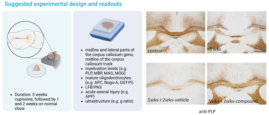 IJMS | Free Full-Text | How to Use the Cuprizone Model to Study De- and ...