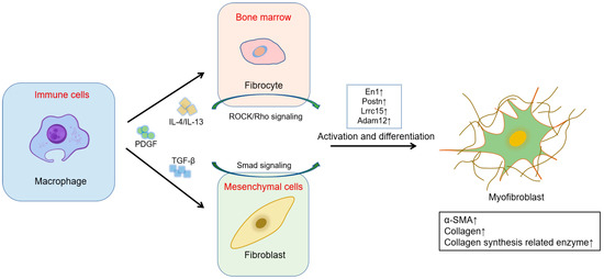 Scarring Skin: Mechanisms and Therapies