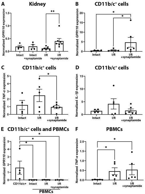 Anti-Inflammatory Effect of Synaptamide in Ischemic Acute Kidney Injury ...