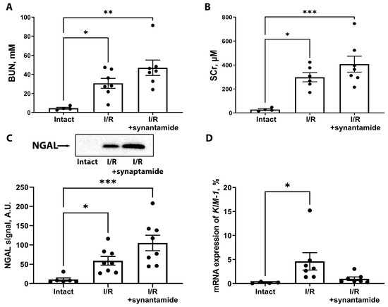 Anti-Inflammatory Effect of Synaptamide in Ischemic Acute Kidney Injury ...