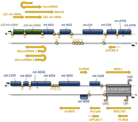 Human mtDNA-Encoded Long ncRNAs: Knotty Molecules and Complex Functions