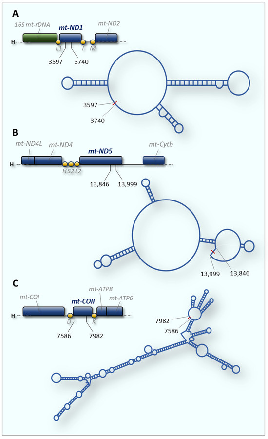 Human mtDNA-Encoded Long ncRNAs: Knotty Molecules and Complex Functions