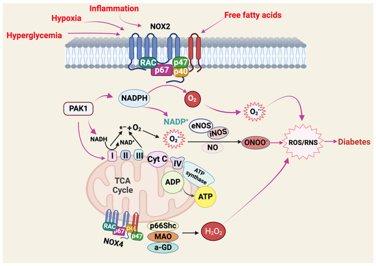 Mitochondrial Dysfunction, Oxidative Stress, and Inter-Organ ...