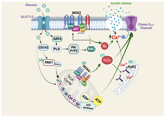 Mitochondrial Dysfunction, Oxidative Stress, and Inter-Organ ...