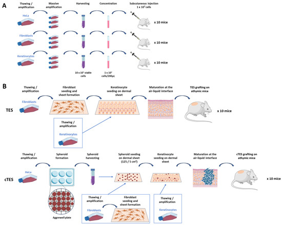 Cancer Spheroids Embedded in Tissue-Engineered Skin Substitutes: A New ...