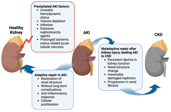 Mitochondrial Signaling, the Mechanisms of AKI-to-CKD Transition and Potential Treatment Targets
