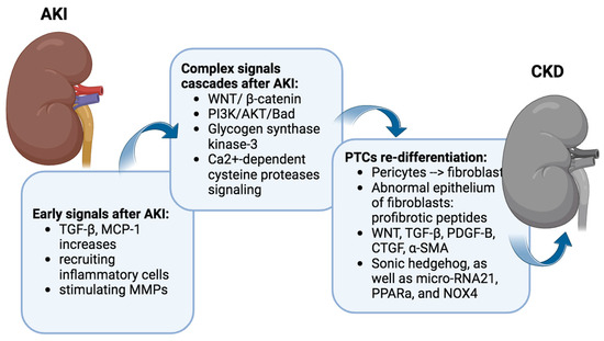 Mitochondrial Signaling, the Mechanisms of AKI-to-CKD Transition and ...