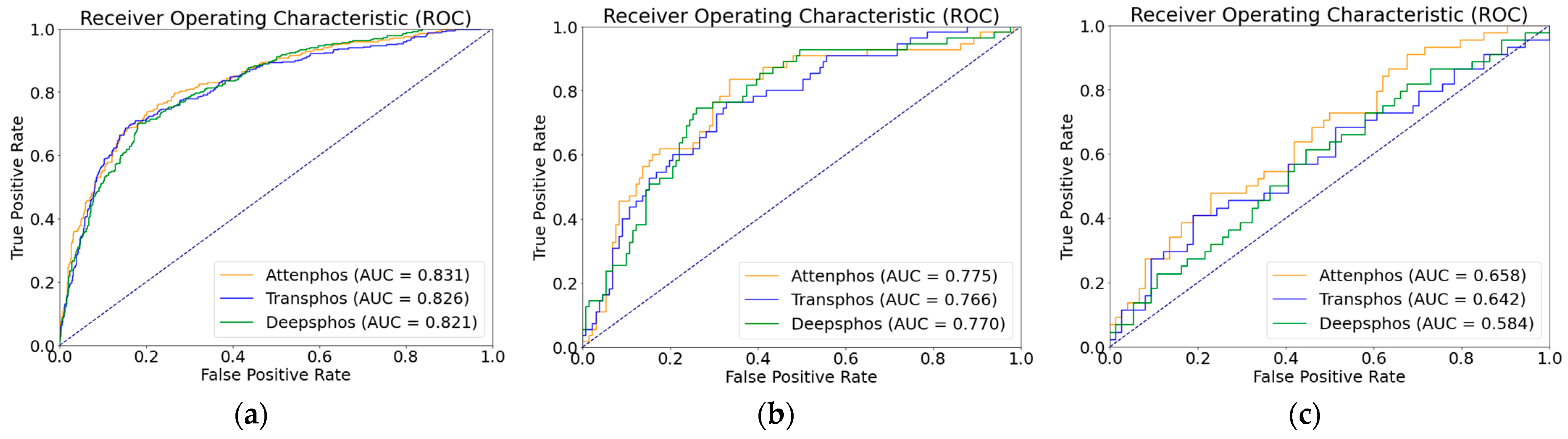 Attenphos: General Phosphorylation Site Prediction Model Based on Attention Mechanism