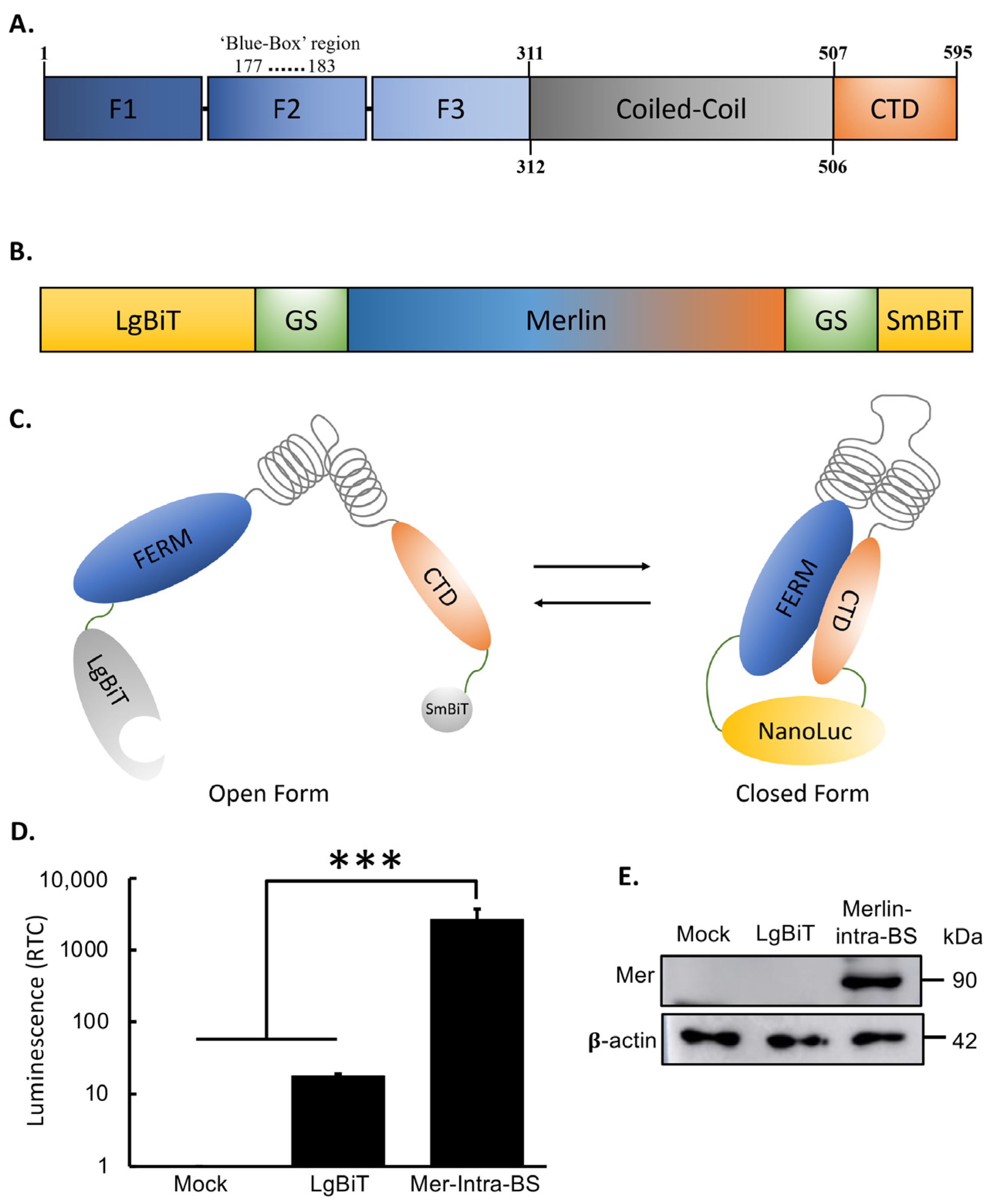 Development of Novel Bioluminescent Biosensors Monitoring the ...