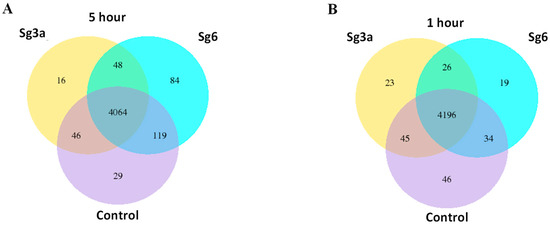 Disparate Effects of Two Clerodane Diterpenes of Giant Goldenrod ...