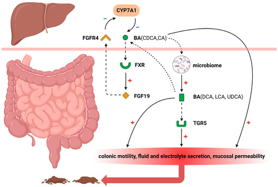 Bile Acid Diarrhea: From Molecular Mechanisms to Clinical Diagnosis and ...