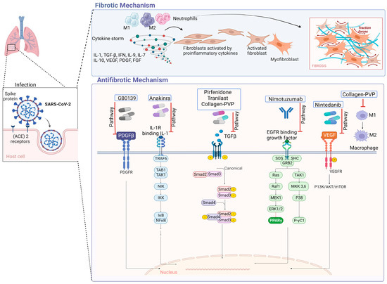 Antifibrotic Drugs against Idiopathic Pulmonary Fibrosis and Pulmonary ...