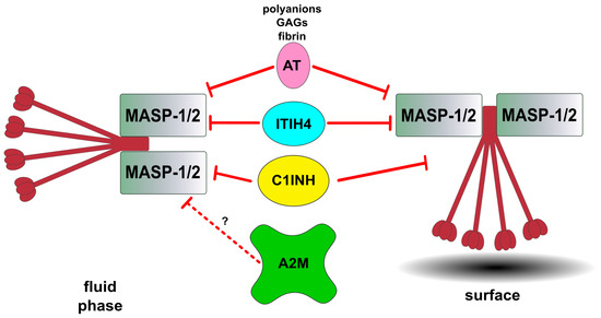 The Lectin Pathway of the Complement System—Activation, Regulation ...