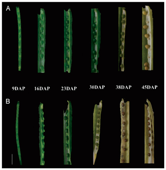 Identification of Yellow Seed Color Genes Using Bulked Segregant RNA ...