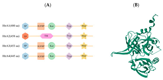 HTRA2/OMI-Mediated Mitochondrial Quality Control Alters Macrophage ...