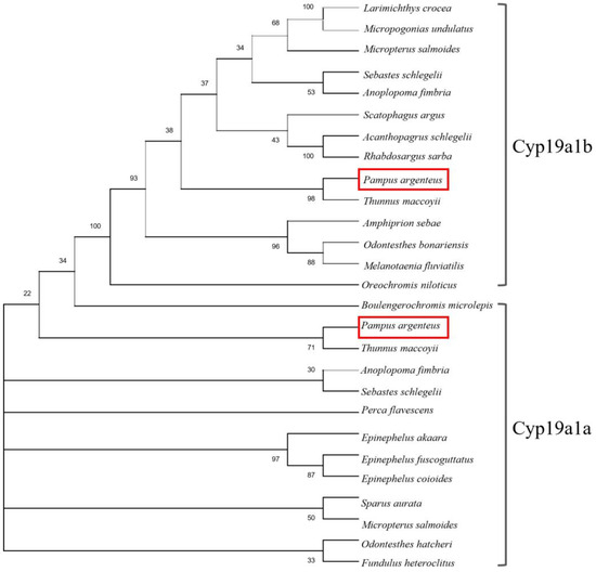IJMS | Free Full-Text | Cyp19a1a Promotes Ovarian Maturation through ...