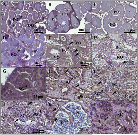 IJMS | Free Full-Text | Cyp19a1a Promotes Ovarian Maturation through ...