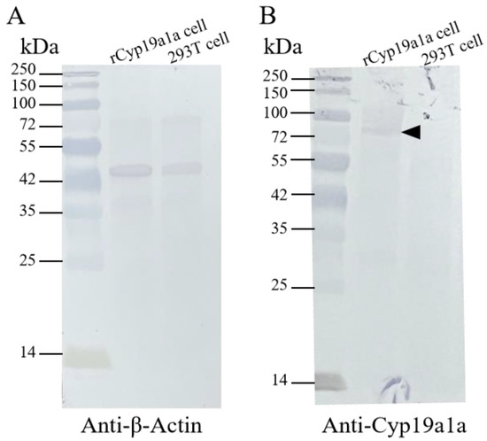 IJMS | Free Full-Text | Cyp19a1a Promotes Ovarian Maturation through ...