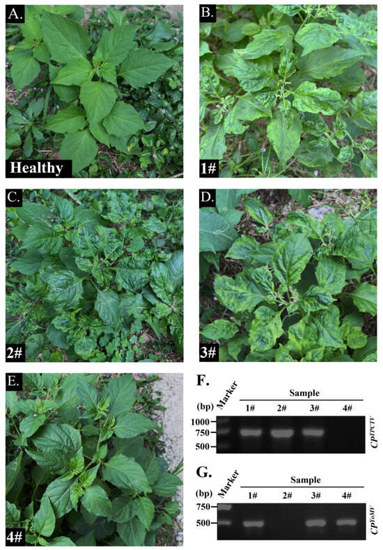 IJMS | Free Full-Text | Molecular Characterization and Pathogenicity of ...