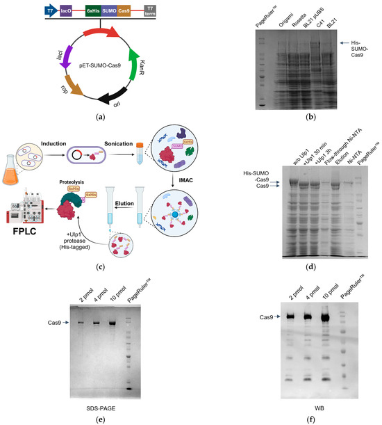 IJMS | Free Full-Text | An Efficient Expression and Purification Protocol for SpCas9 Nuclease ...