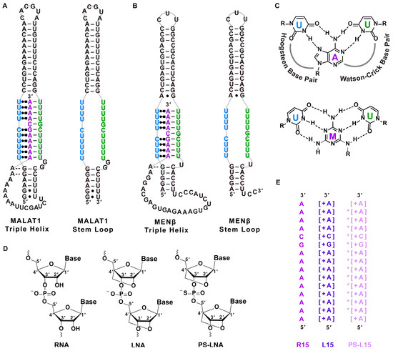 Locked Nucleic Acid Oligonucleotides Facilitate RNA•LNA-RNA Triple ...