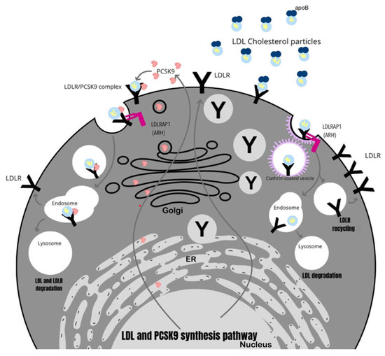 Unveiling Familial Hypercholesterolemia—Review, Cardiovascular ...