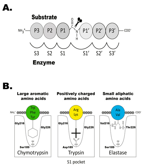 Extended Cleavage Specificity of two Hematopoietic Serine Proteases ...