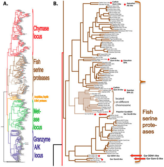 Extended Cleavage Specificity of two Hematopoietic Serine Proteases ...