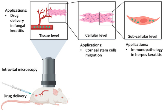Two-Photon and Multiphoton Microscopy in Anterior Segment Diseases of ...