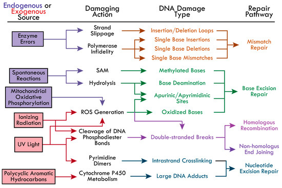 New Discoveries on Protein Recruitment and Regulation during the Early ...