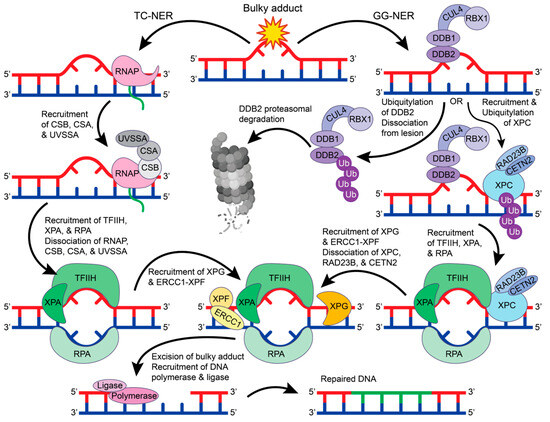 New Discoveries on Protein Recruitment and Regulation during the Early ...