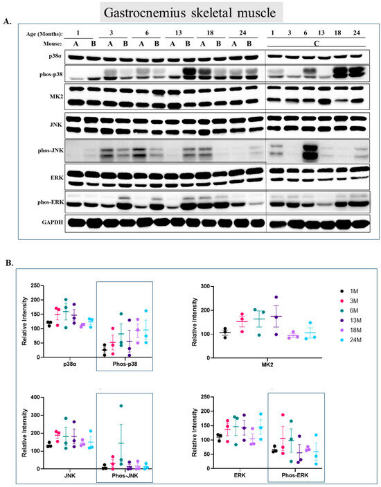 Asynchronous Pattern of MAPKs’ Activity during Aging of Different Tissues and of Distinct Types ...