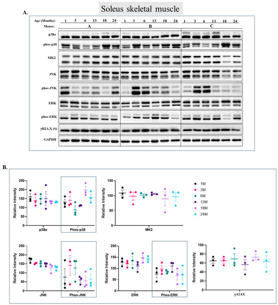 Asynchronous Pattern of MAPKs’ Activity during Aging of Different Tissues and of Distinct Types ...