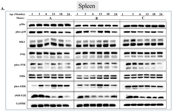 Asynchronous Pattern of MAPKs’ Activity during Aging of Different Tissues and of Distinct Types ...