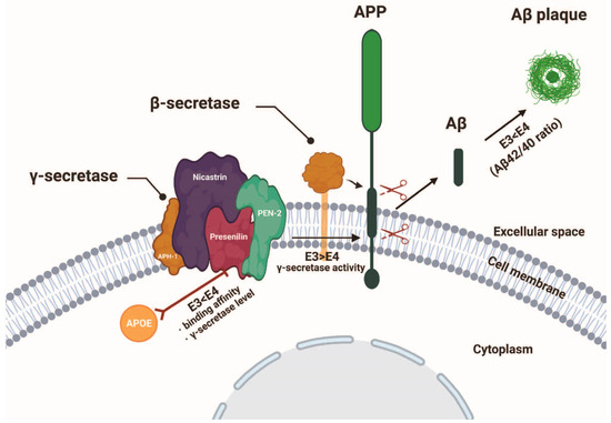 Presenilin: A Multi-Functional Molecule in the Pathogenesis of ...